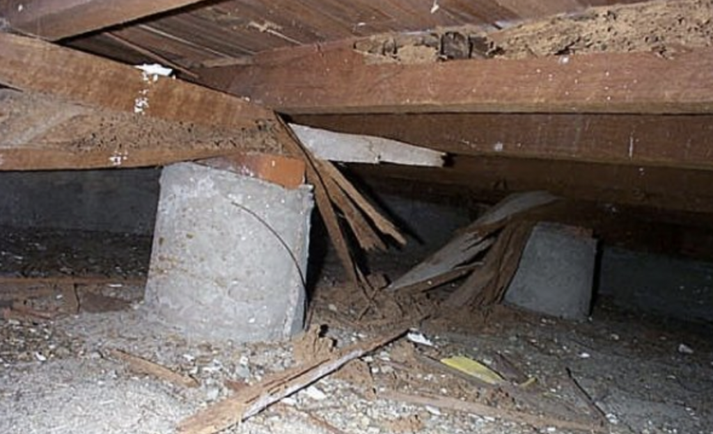Borer Control in Auckland | Safe & Effective Borer Treatment Expert